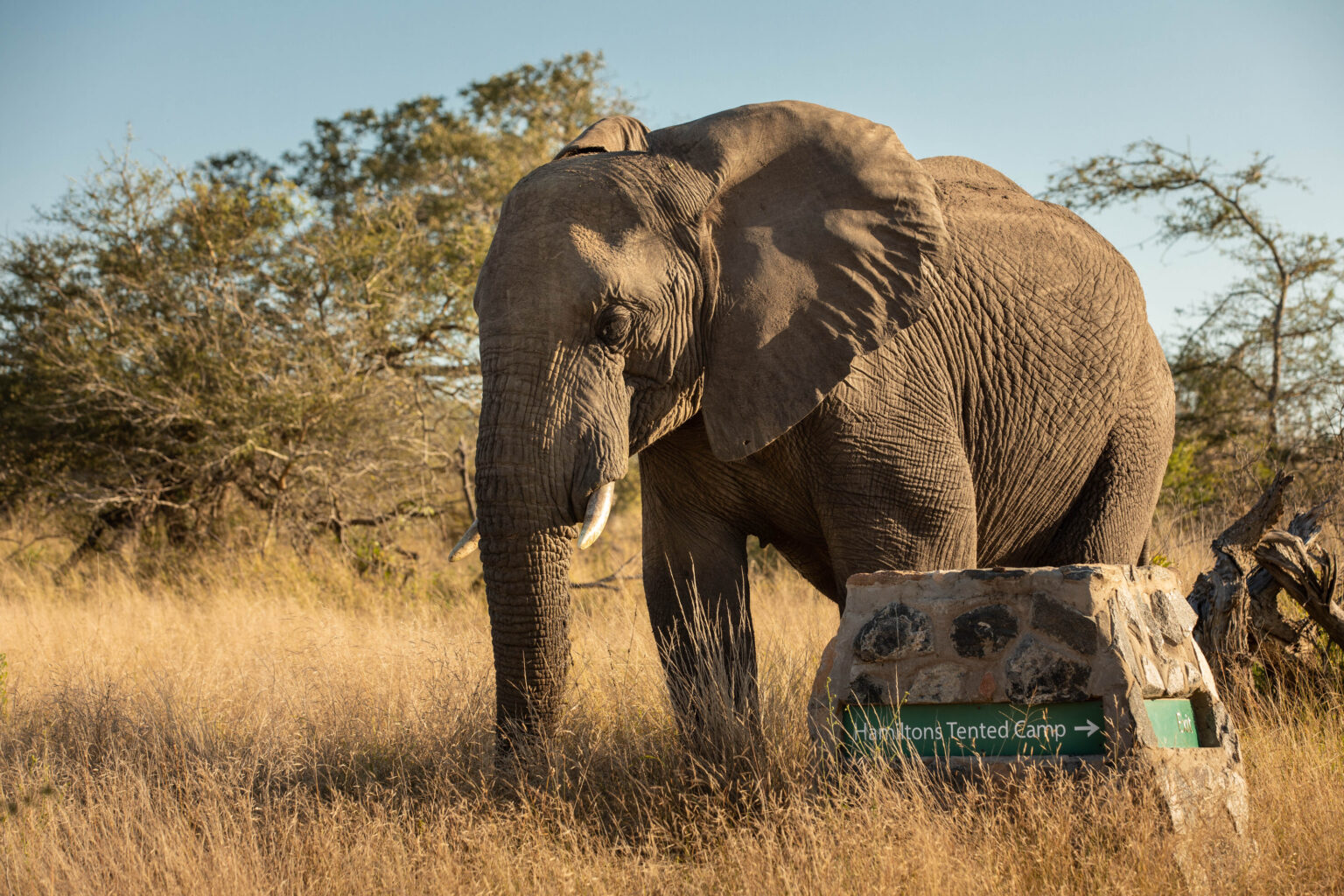 New Music Album Alert! Shaunmusiq – SWEET & DUST - South African ...